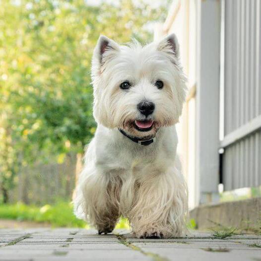 West Highland White Terrier Dog Breed Information Purina